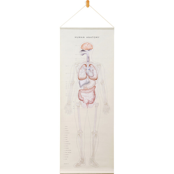 Human Anatomy Wall Hanging Artwork, Light - Home Room Co. Art | Maisonette